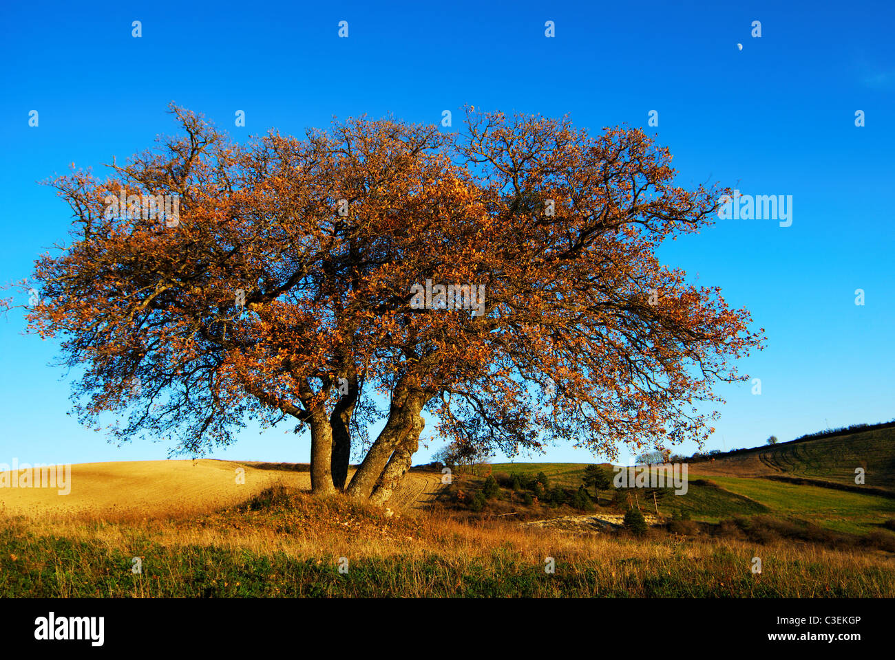 Large oak tree in bright fall colors with blue sky and moon Stock Photo ...
