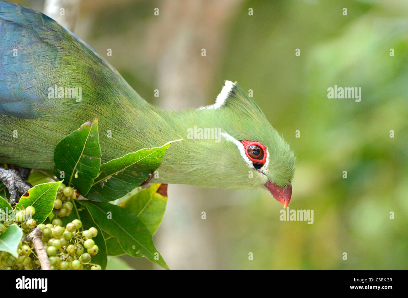 Bird viewing in South Africa is spectacular with about 900 species ...