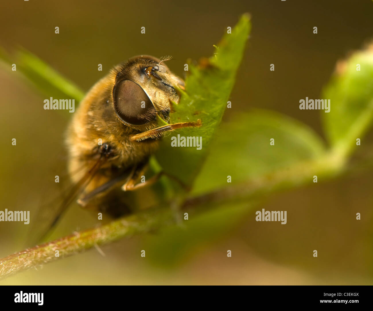Tenax insect macro diptera hi-res stock photography and images - Alamy