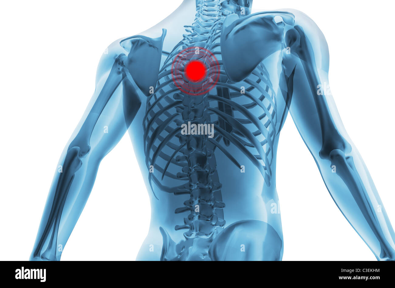 Skeleton of the man with the centres of a pain of a backbone. 3D the ...