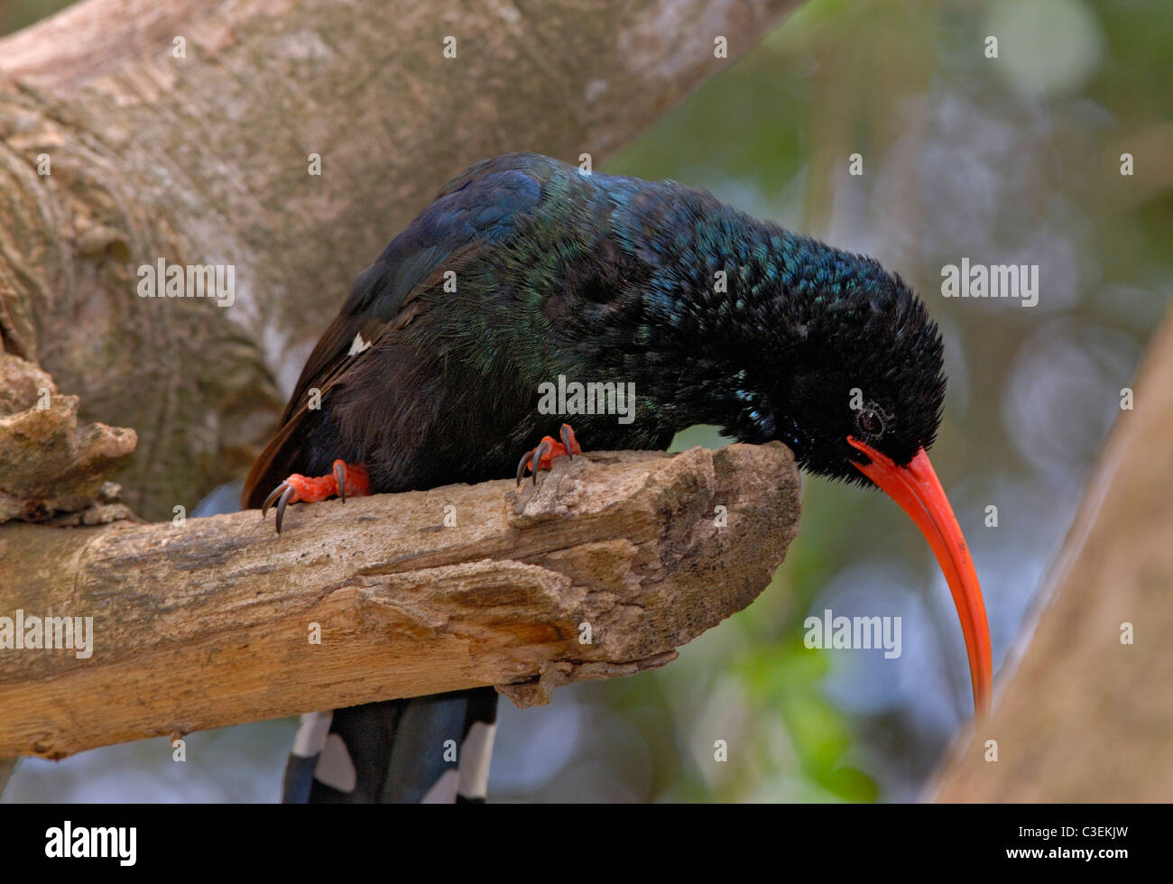 Bird viewing in South Africa is spectacular with about 900 species ...