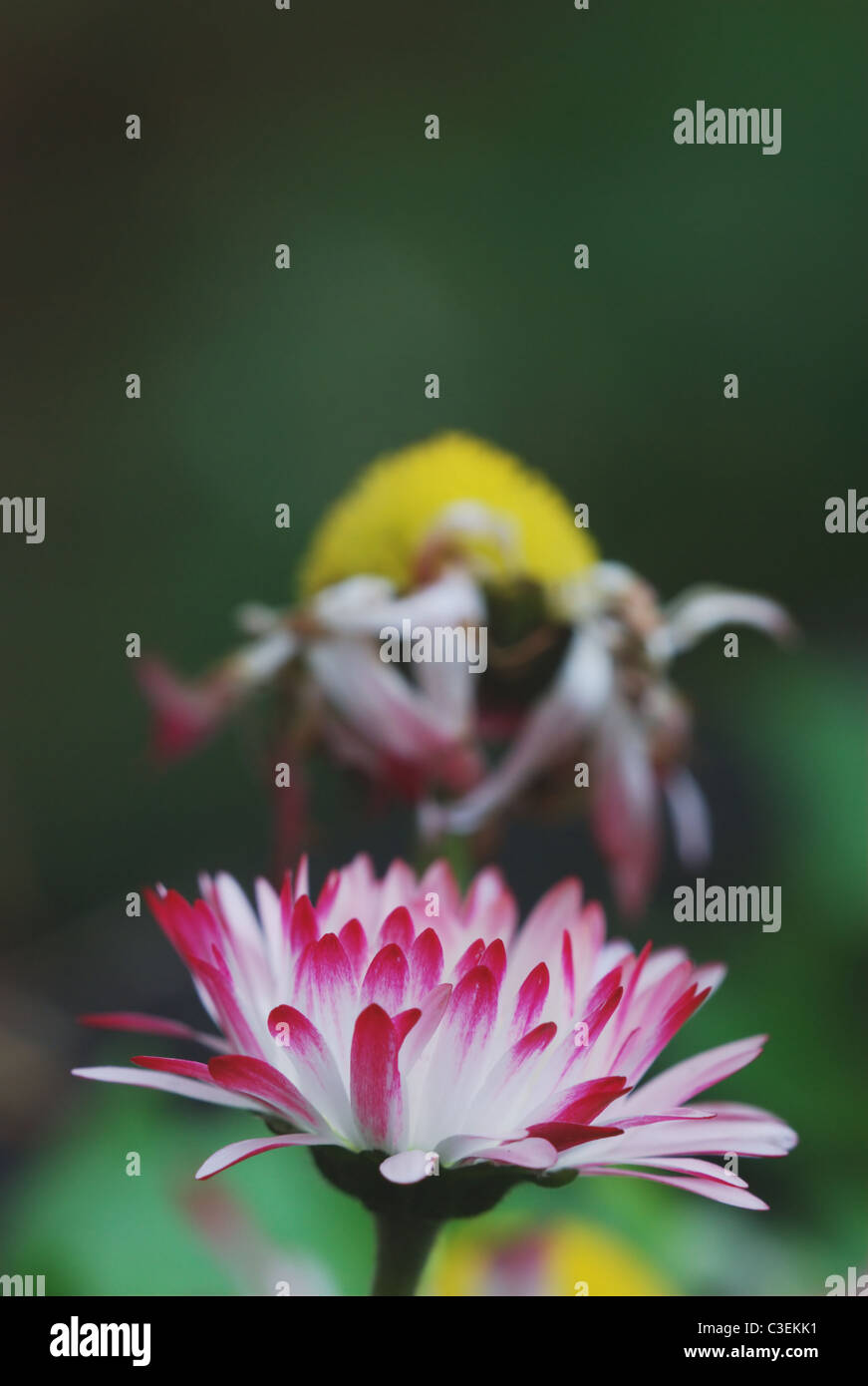 Pair of daisy flowers (Bellis sp);the new and old together Stock Photo ...