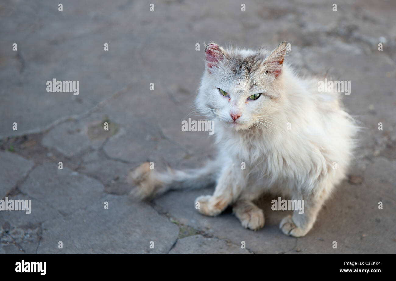 Dirty kitties hi-res stock photography and images - Alamy