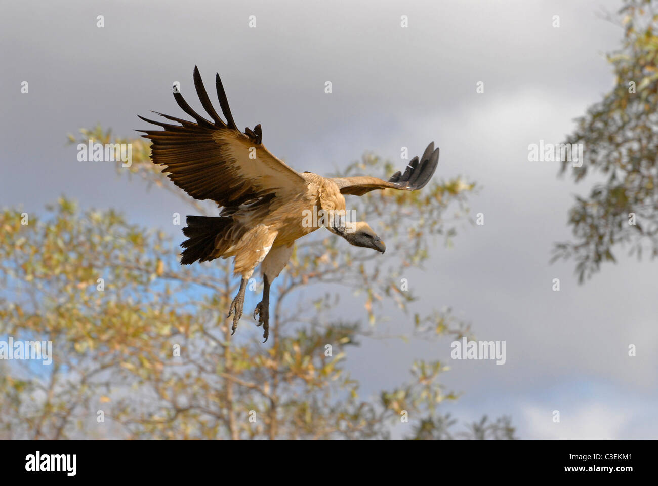 Bird viewing in South Africa is spectacular with about 900 species ...