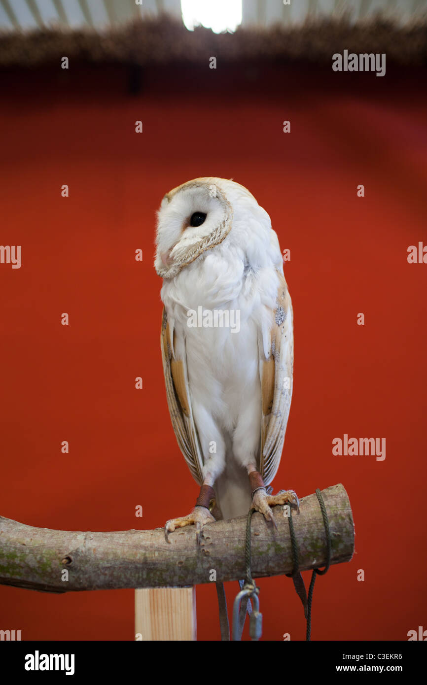 A Barn Owl on a perch Stock Photo - Alamy
