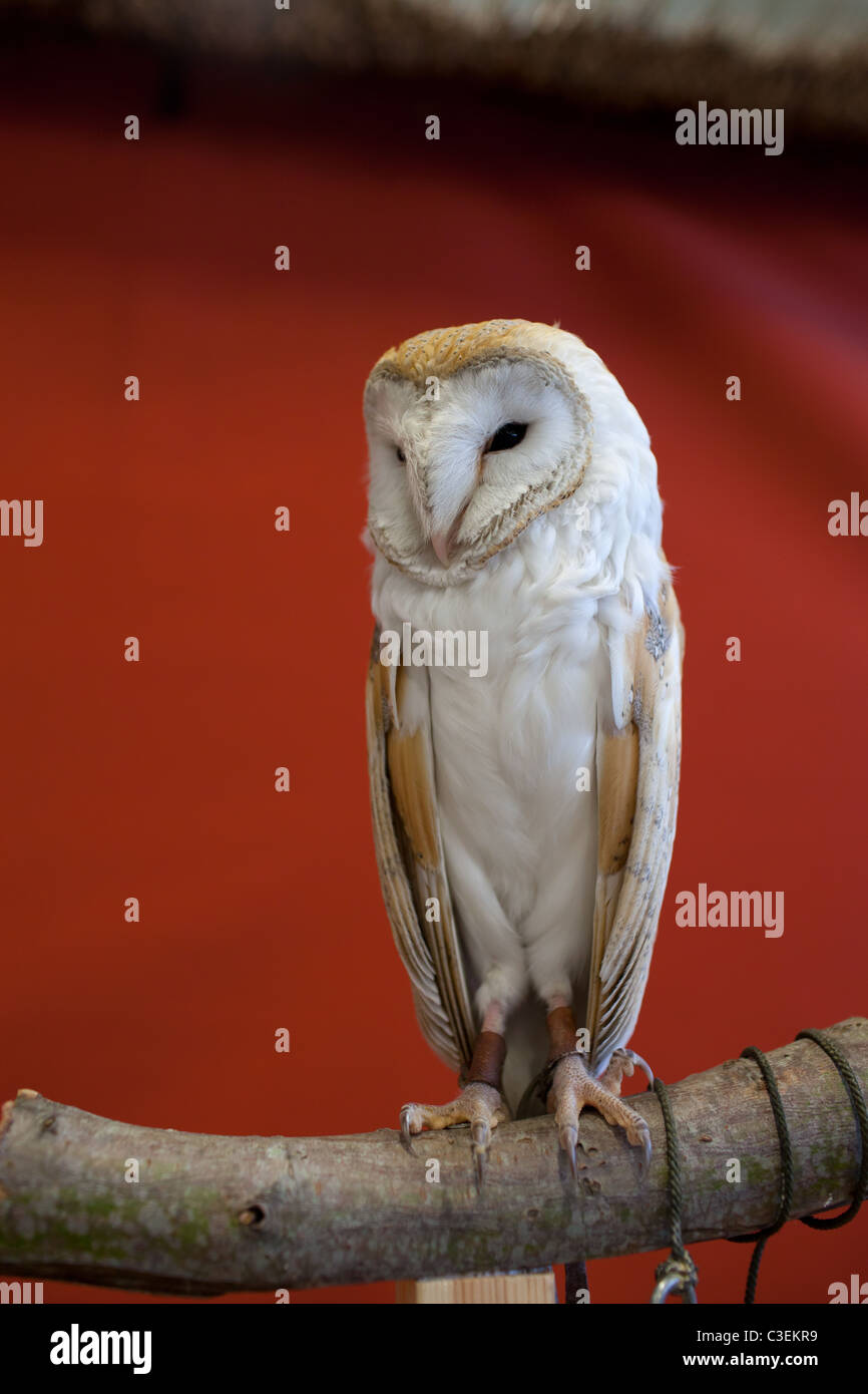 A Barn Owl on a perch Stock Photo - Alamy