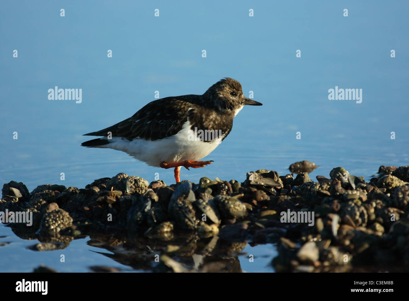 Common turnstone hi-res stock photography and images - Alamy