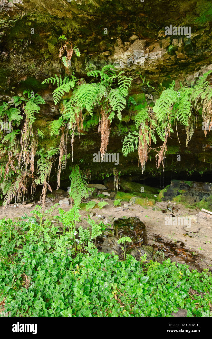 Fern grotto in a secluded beach in Wilder Ranch State Park, Santa Cruz ...