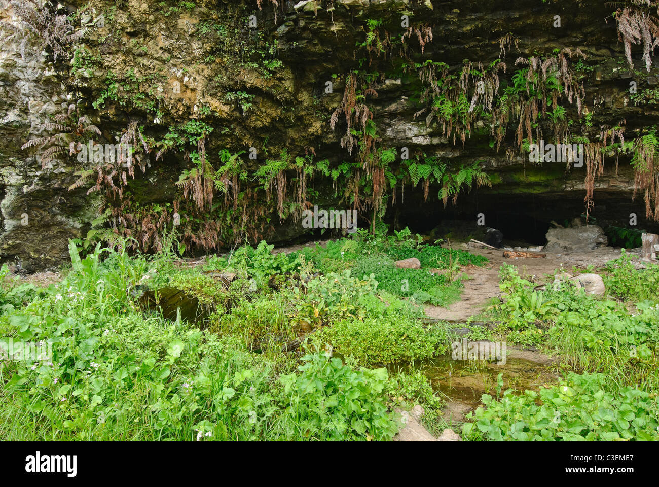 Fern grotto in a secluded beach in Wilder Ranch State Park, Santa Cruz ...