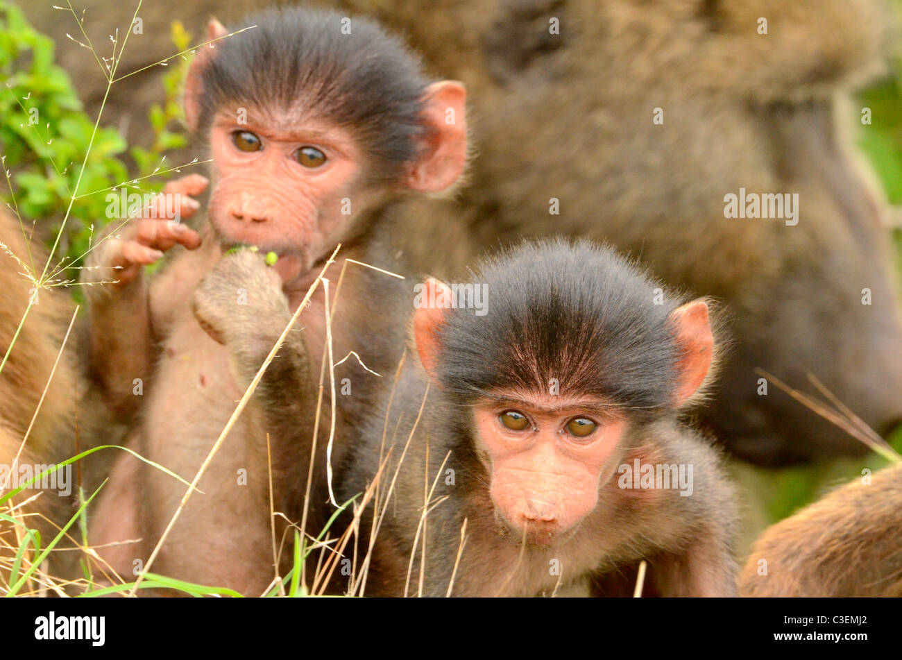 Affordable superb game viewing in the Kruger National Park, South ...