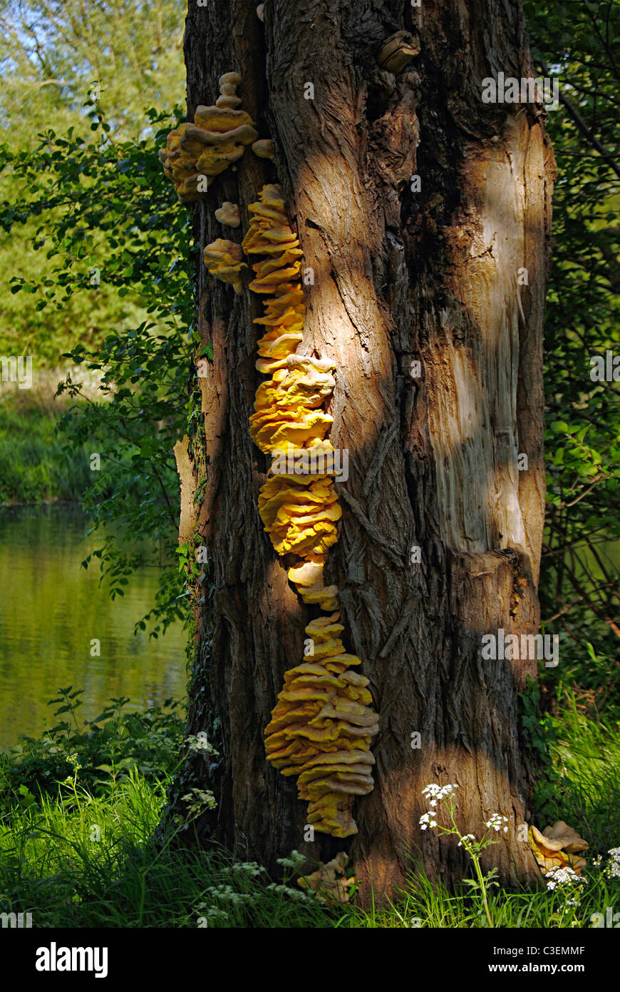 fungi on tree Stock Photo - Alamy