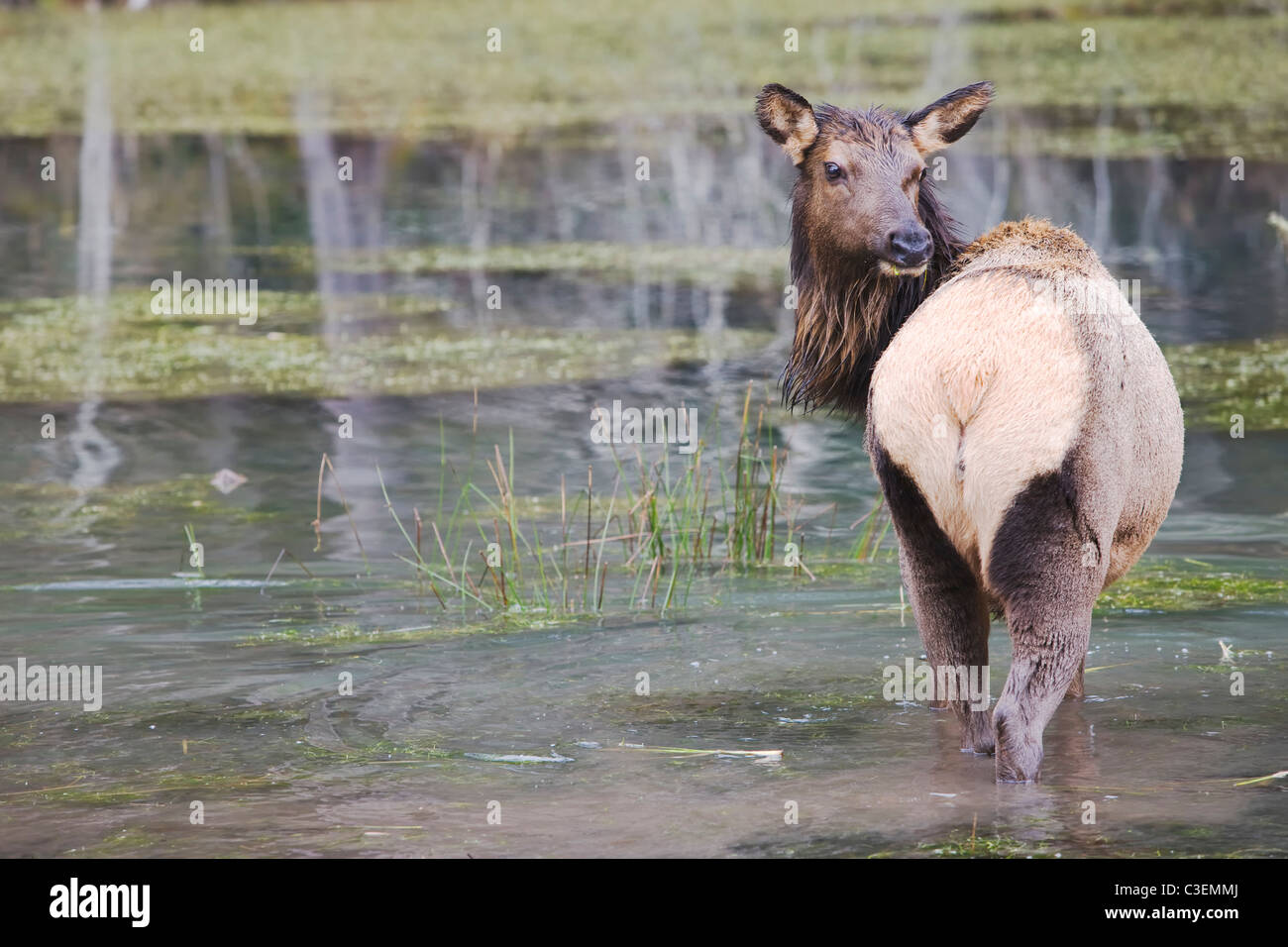 Roosevelt Elk in flooded meadow in Hoh rain forest, Olympic National ...