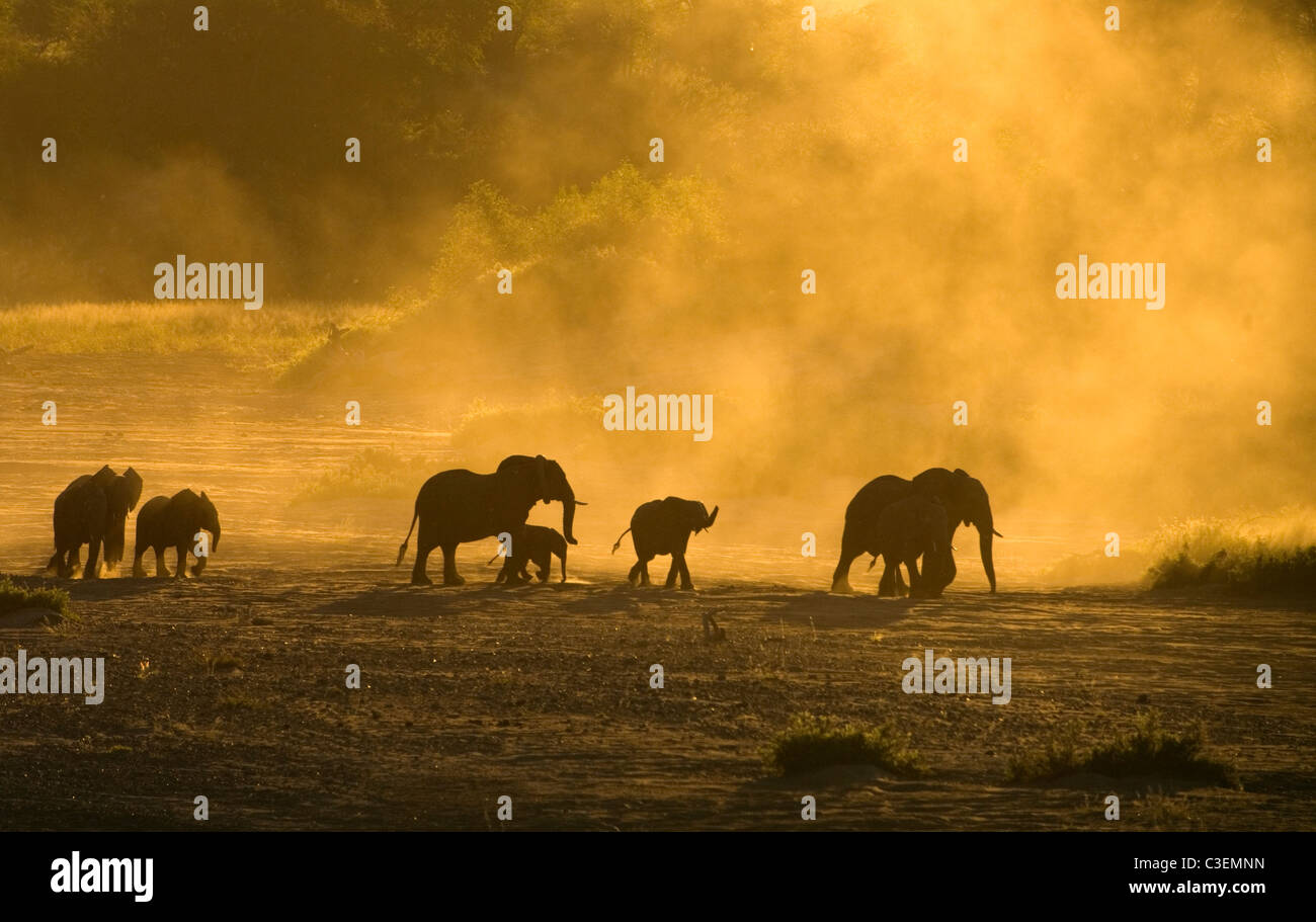 Affordable superb game viewing in the Kruger National Park, South ...