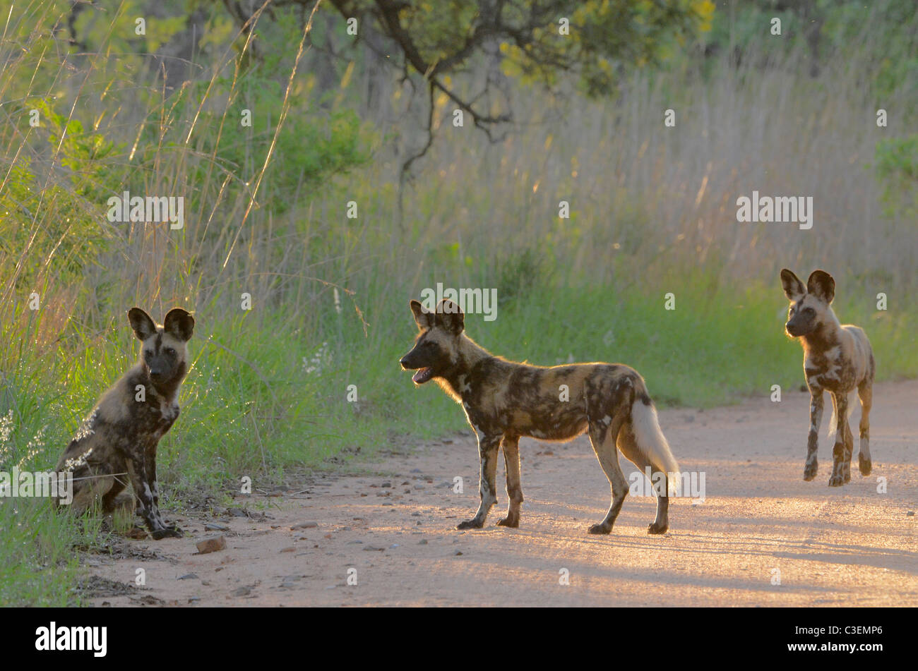 Affordable superb game viewing in the Kruger National Park, South ...