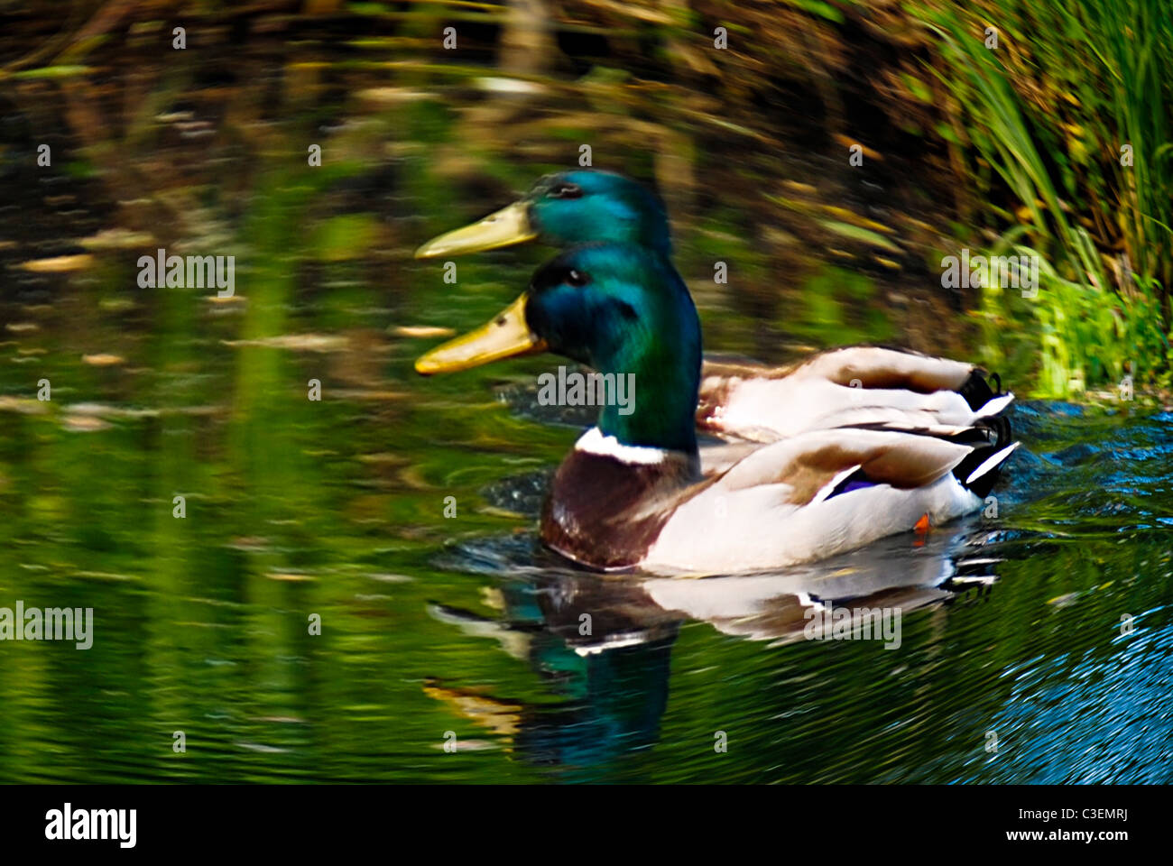 Mallard drake duck hi-res stock photography and images - Alamy