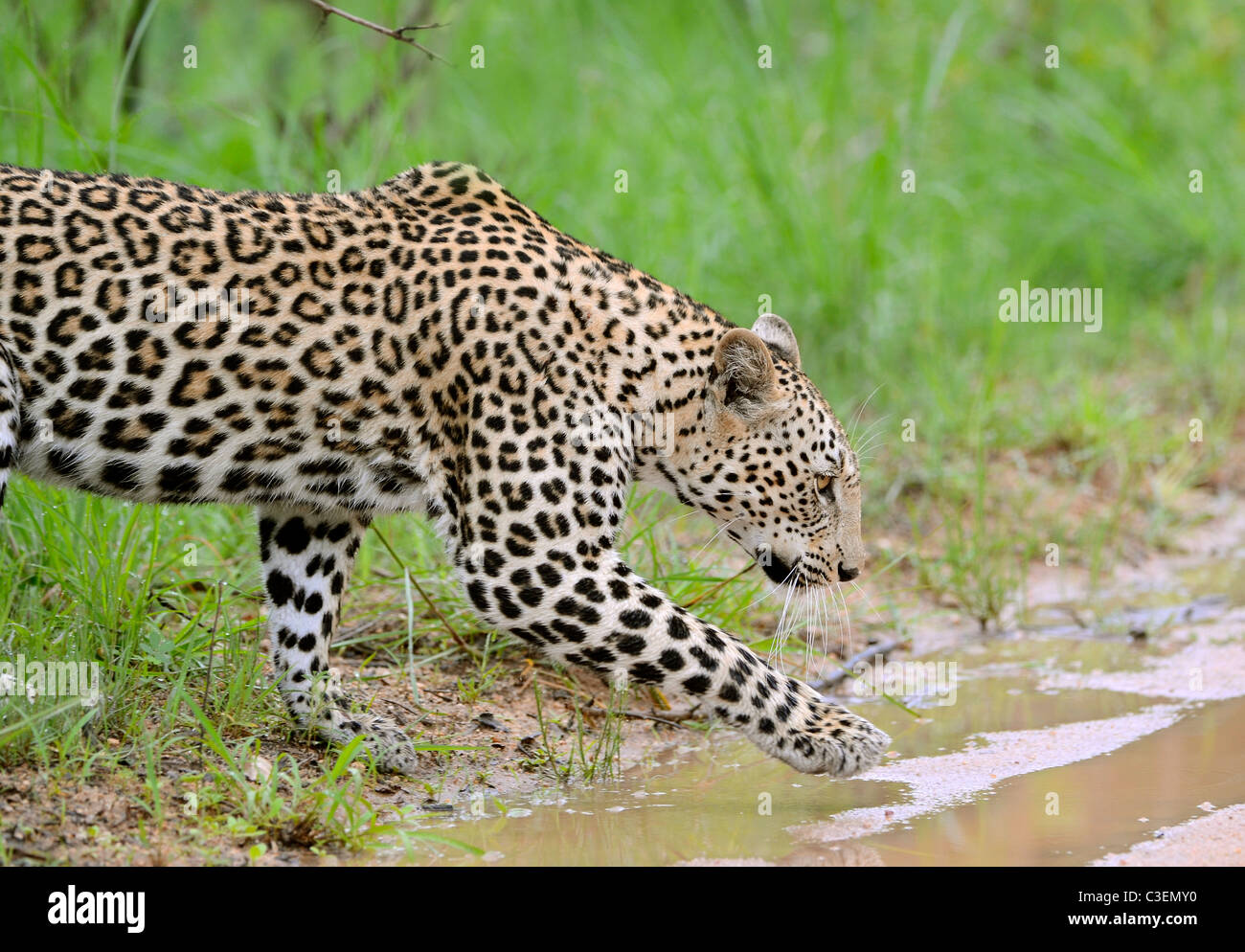 Game viewing in the Kruger Park in South Africa is affordable and easy ...