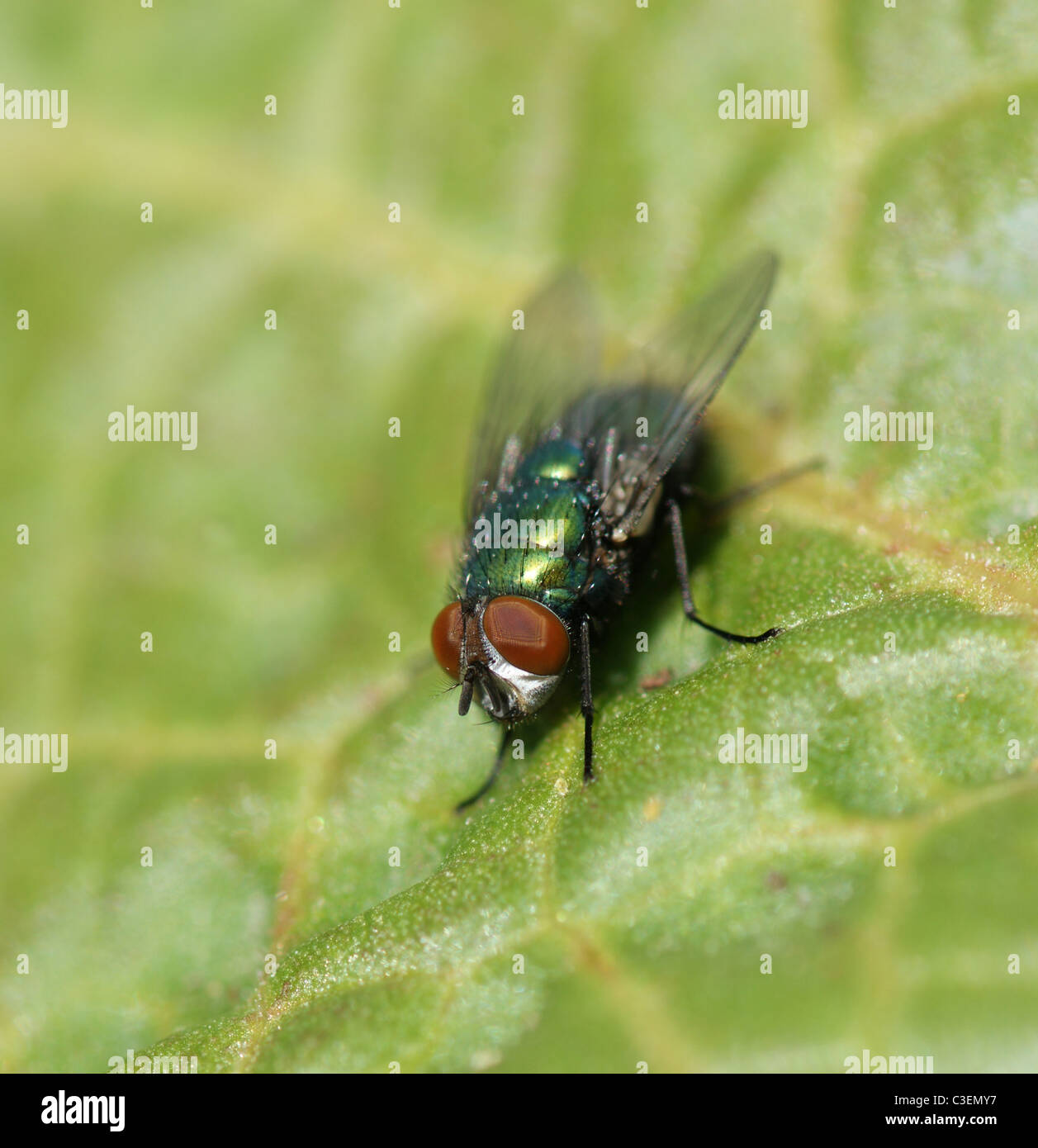 Close up shot of a fly on a leaf - very shallow depth of field Stock ...