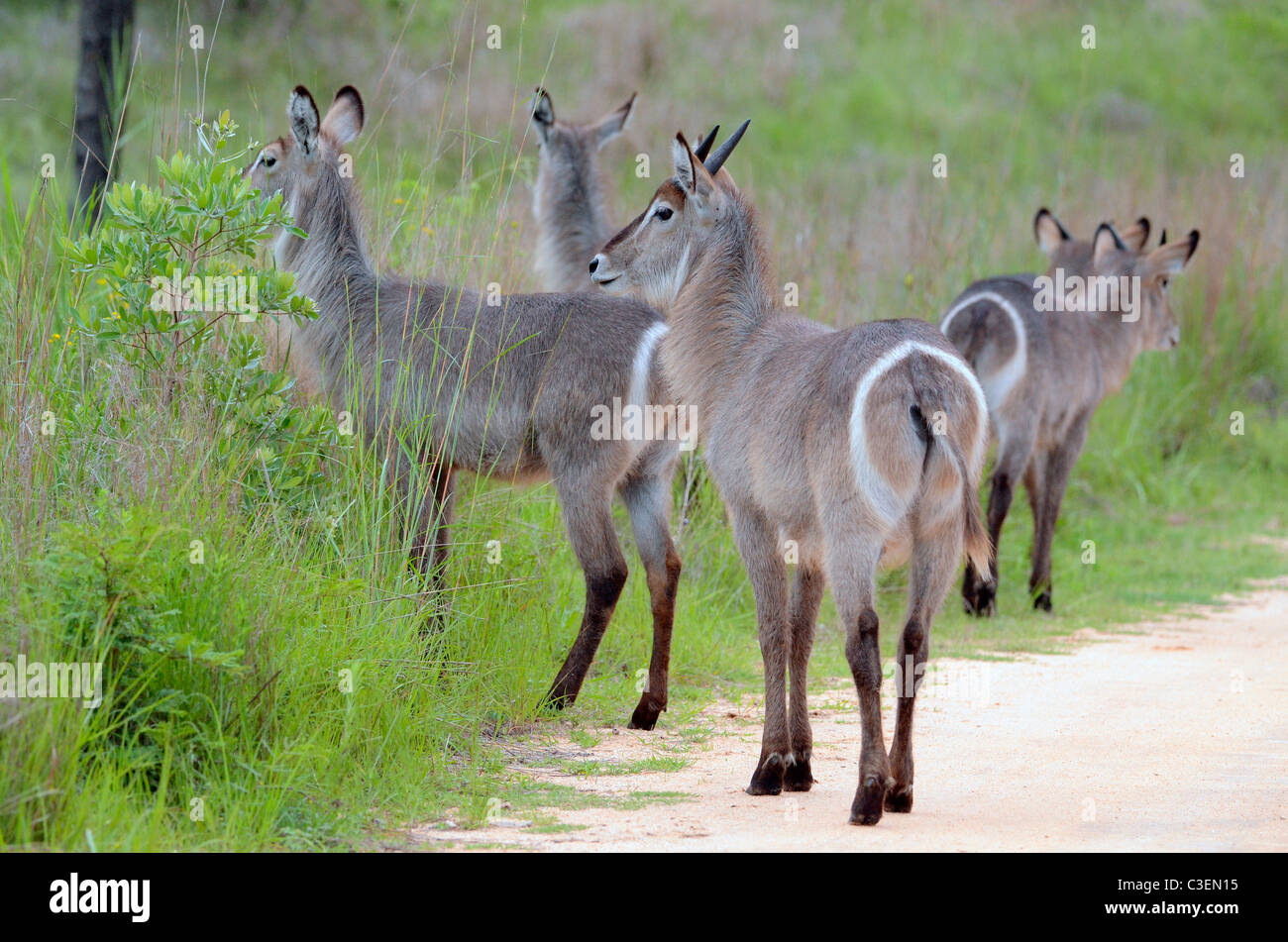 Game viewing in the Kruger Park in South Africa is affordable and easy ...