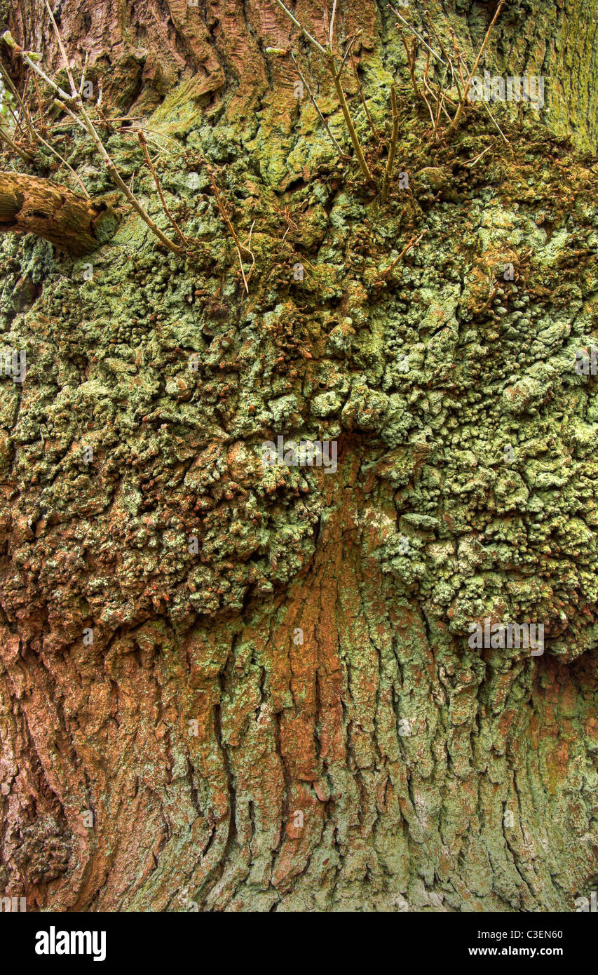 Gnarled tree trunk, The Edge, Alderley Edge, Cheshire, England, UK ...