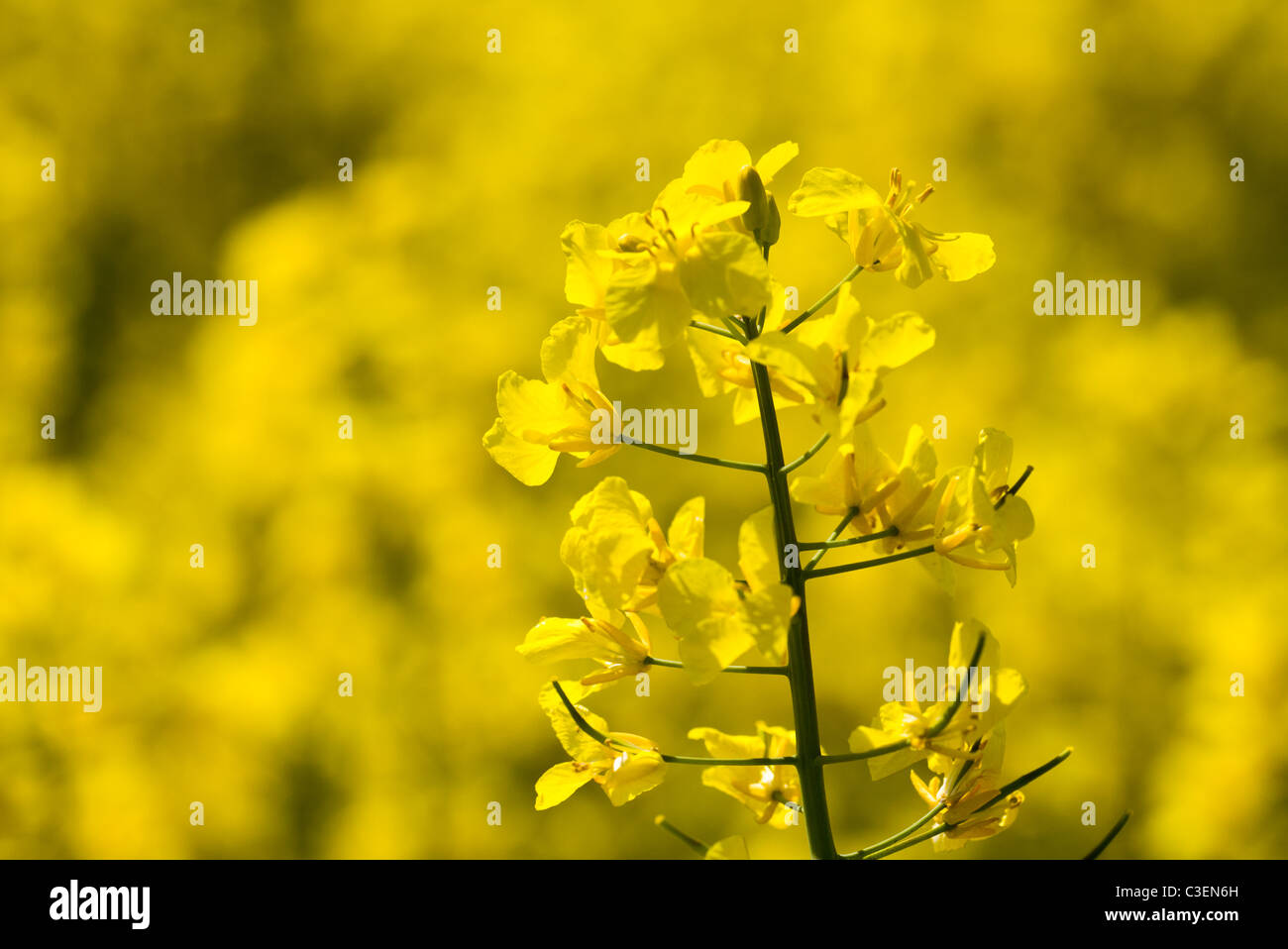 Flowers of the oilseed rape plant recede into the distance Stock Photo ...