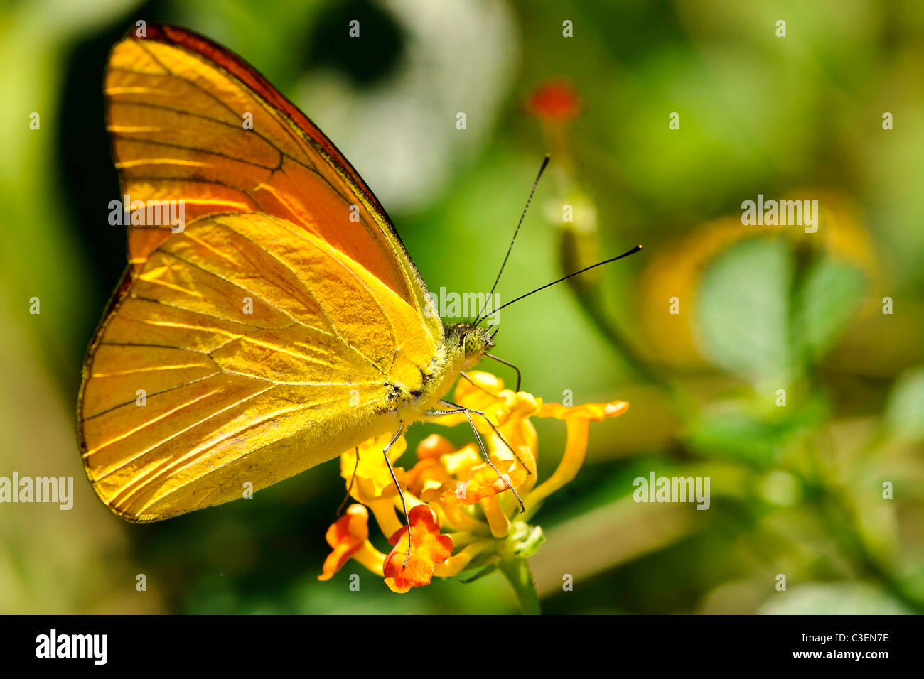 Orange Emigrant Butterfly Stock Photo - Alamy