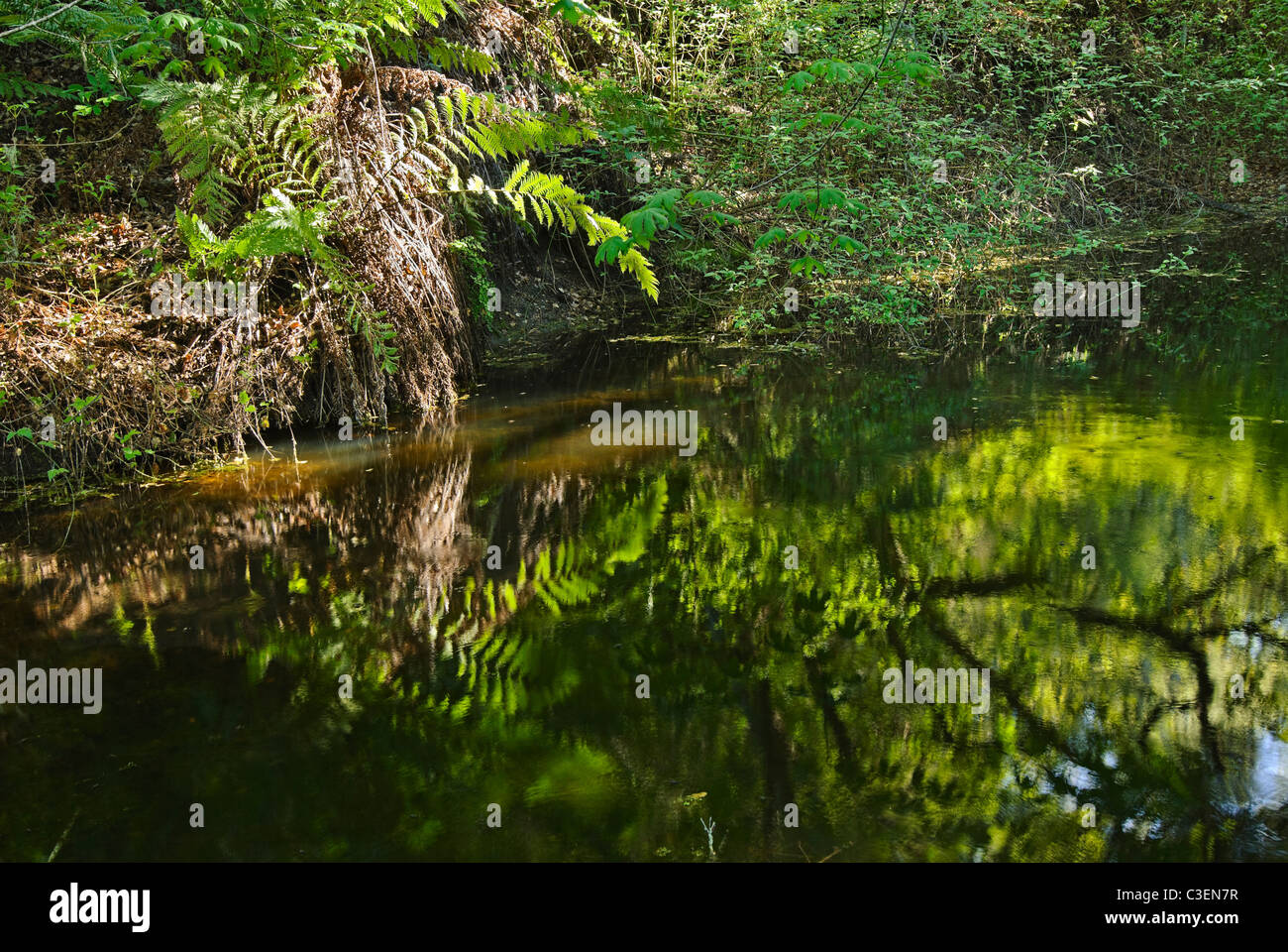 Fern pond at Garland Ranch Park, Monterey, CA Stock Photo - Alamy