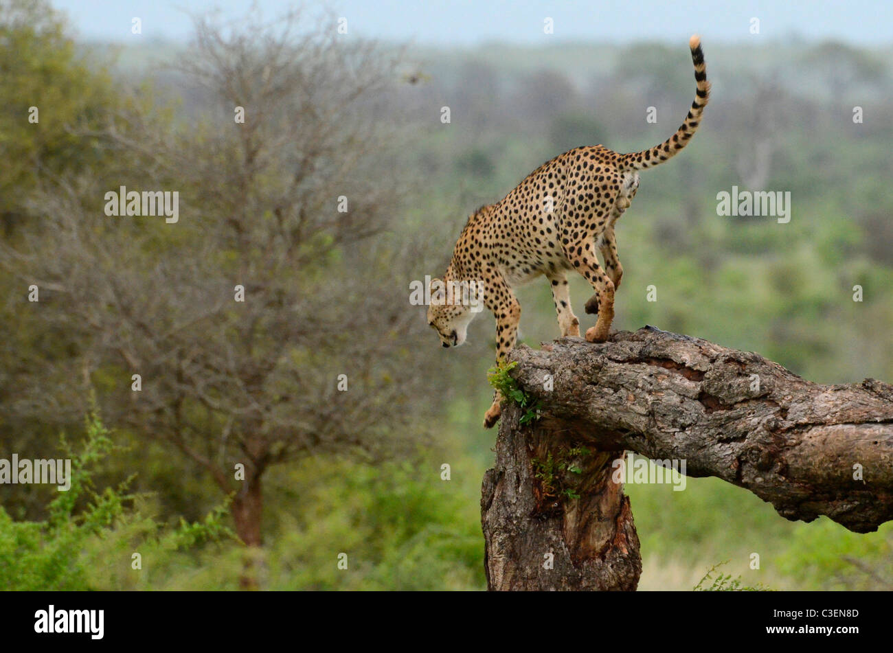 Game viewing in the Kruger Park, South Africa - affordable and easy ...