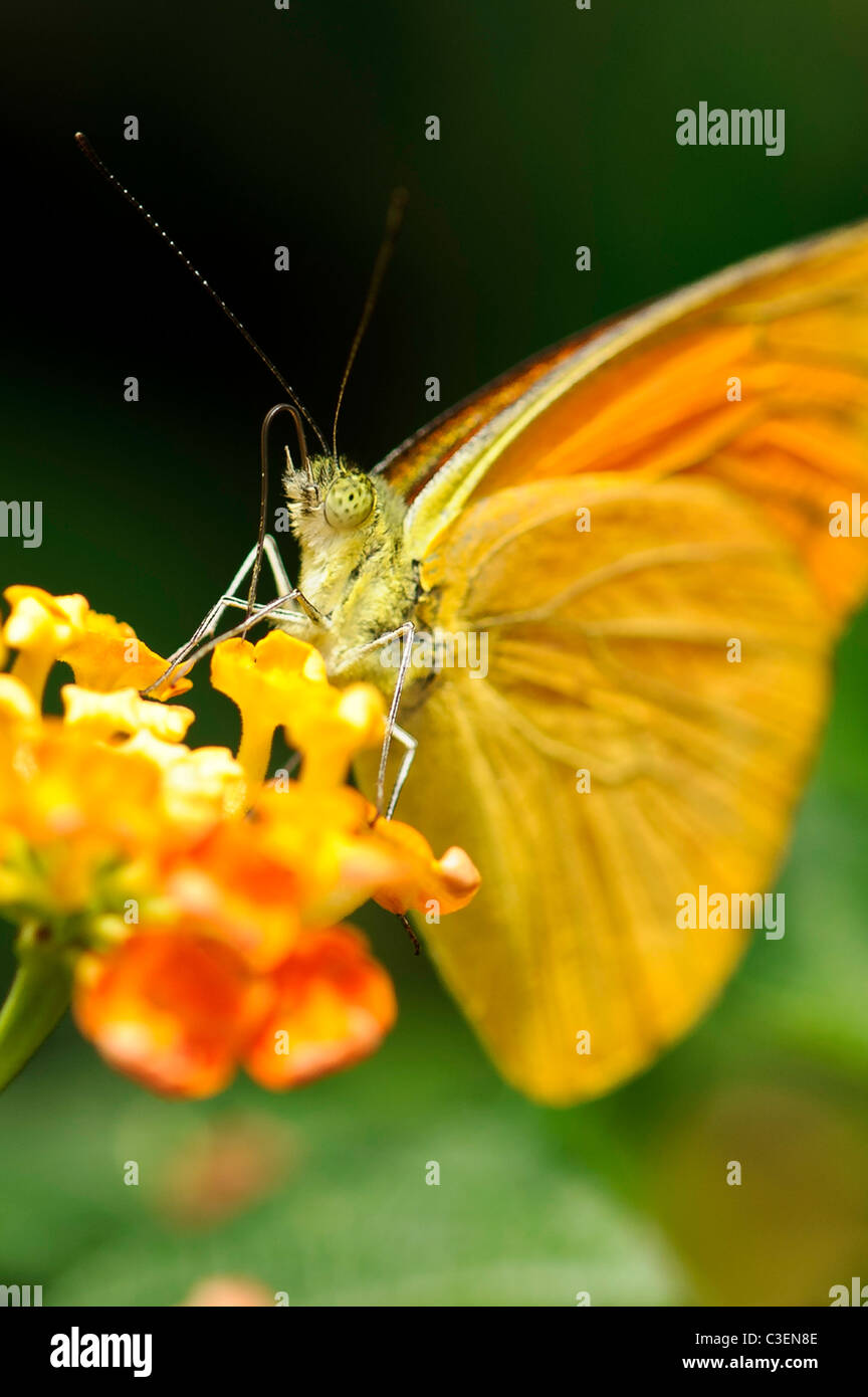 Orange Emigrant Butterfly Stock Photo - Alamy