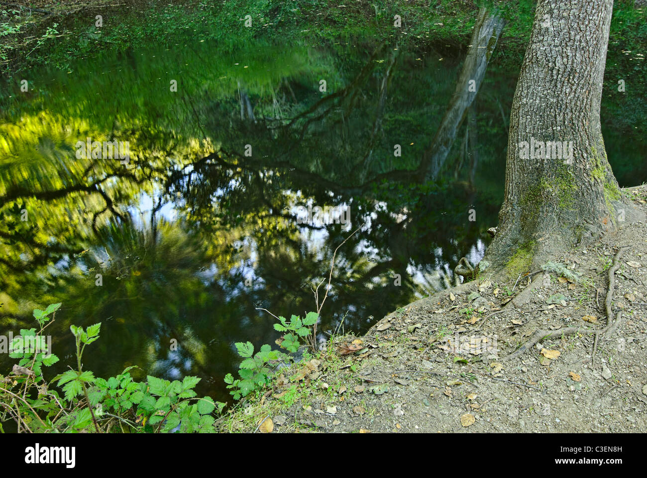 Fern pond at Garland Ranch Park, Monterey, CA Stock Photo - Alamy