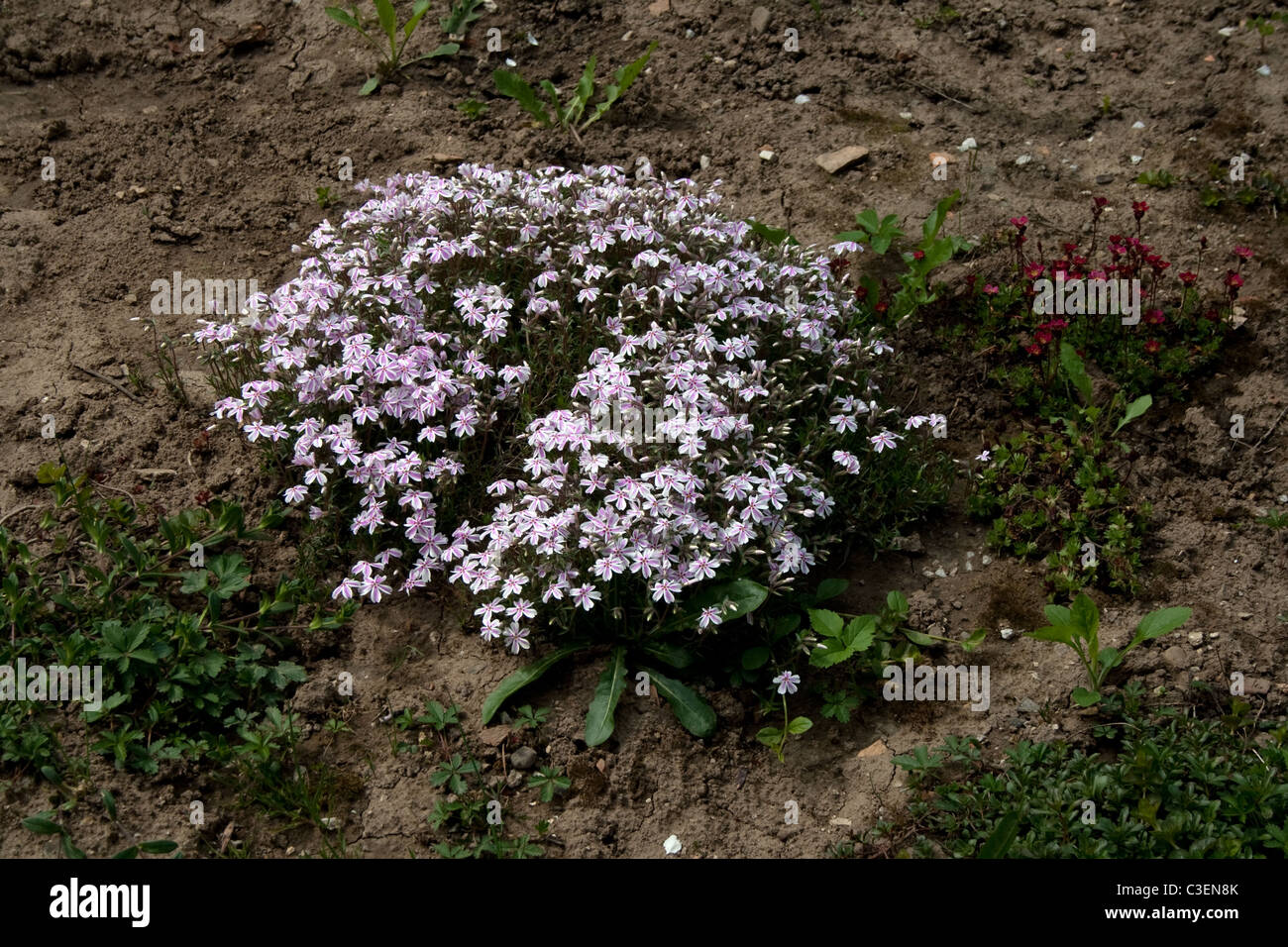Spring covers the soil in the garden Stock Photo - Alamy