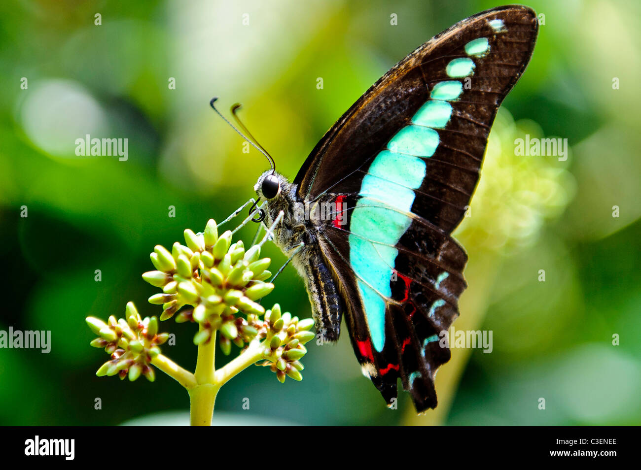 Blue Jay Butterfly Stock Photo - Alamy