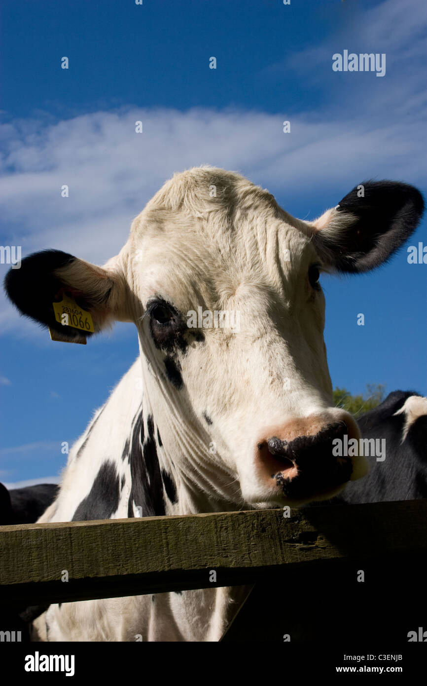 Cow face markings hi-res stock photography and images - Alamy