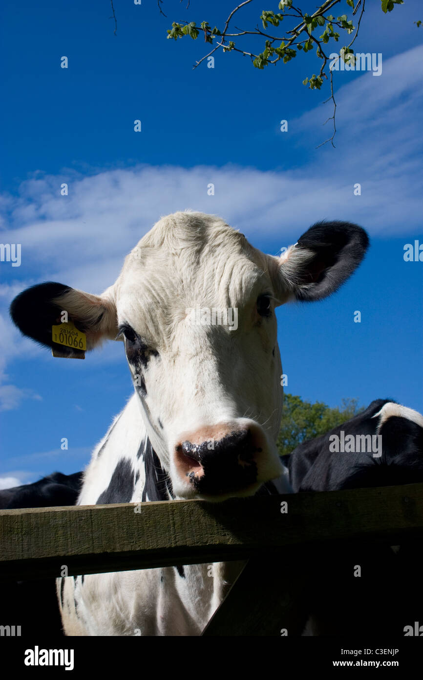 Cow face markings hi-res stock photography and images - Alamy