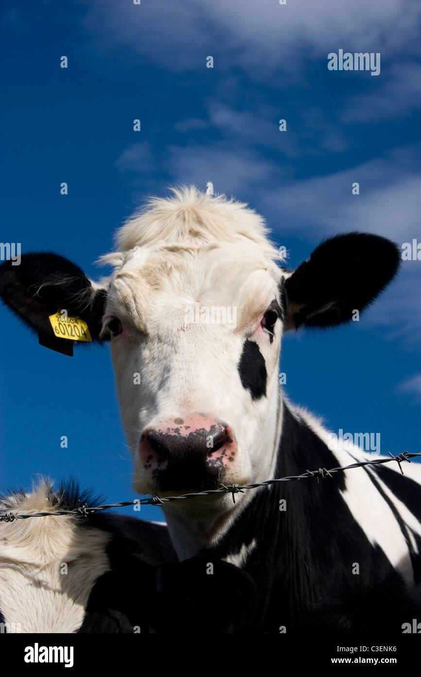 Cow face markings hi-res stock photography and images - Alamy