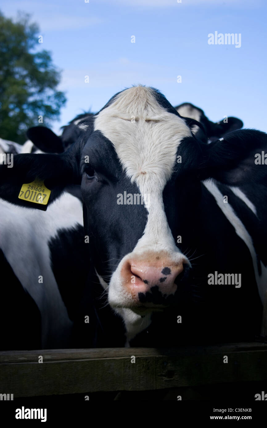 Cow face markings hi-res stock photography and images - Alamy