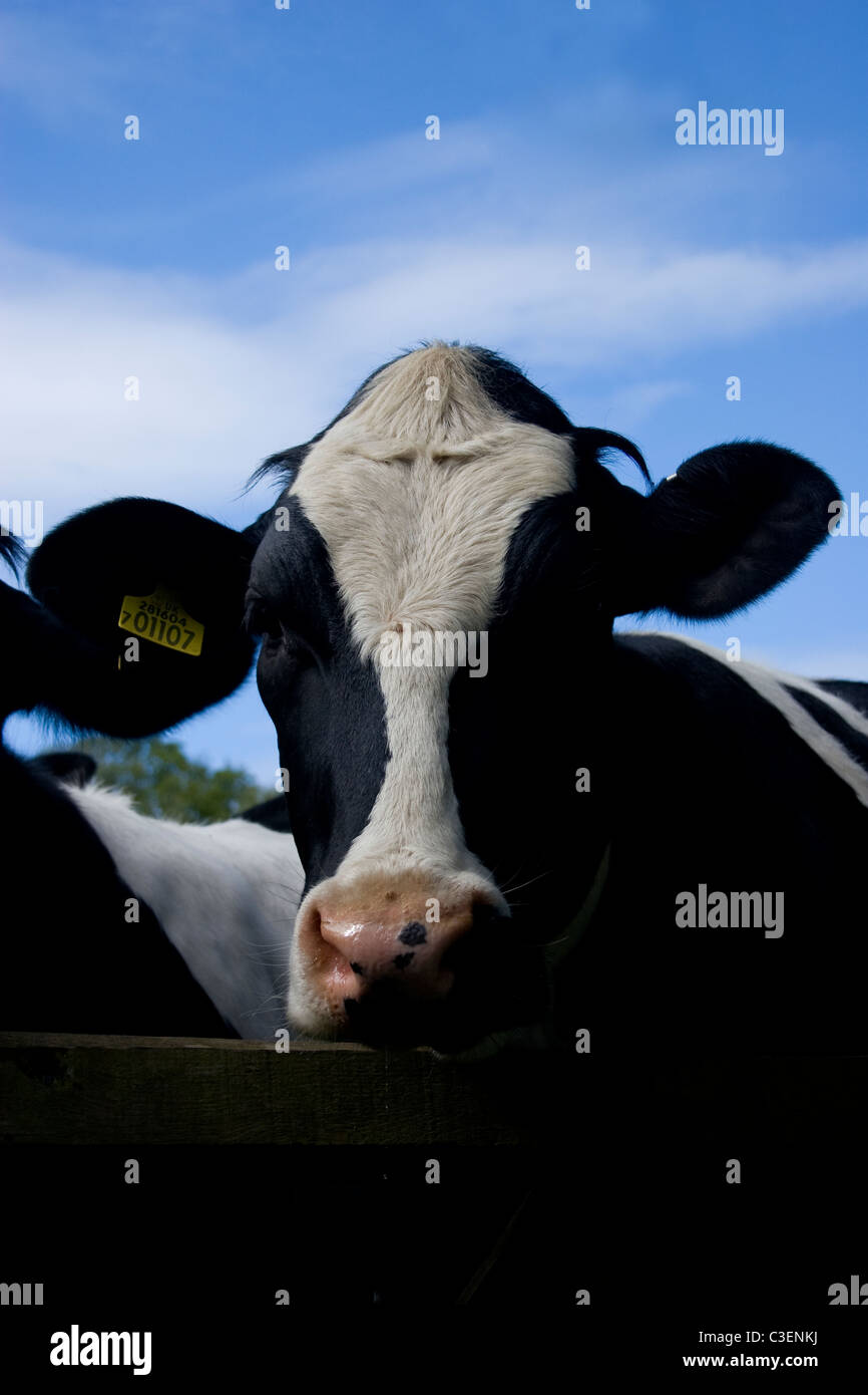 Cow face markings hi-res stock photography and images - Alamy