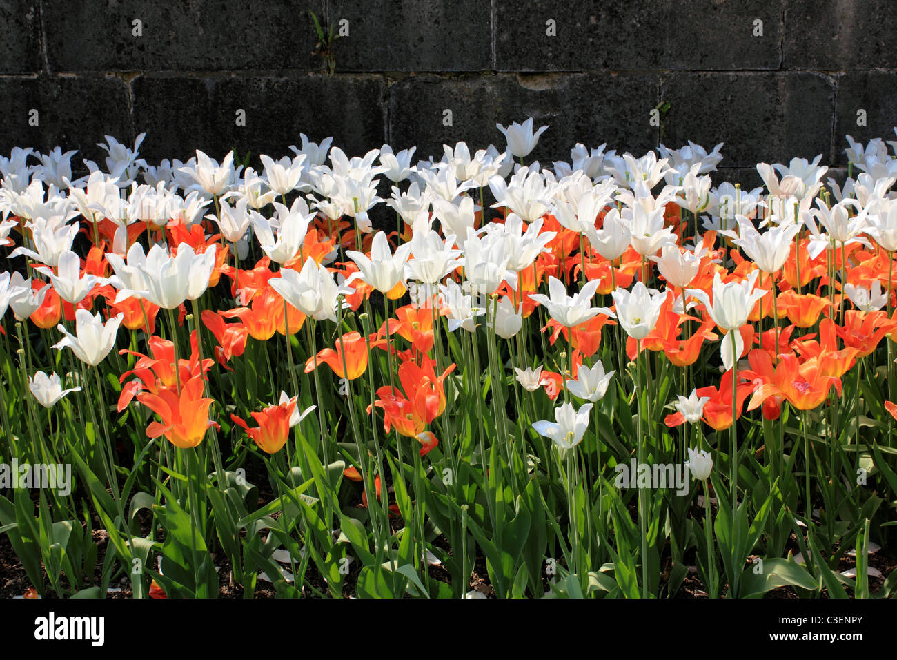 White and orange tulips in garden flower bed. England UK Stock Photo ...