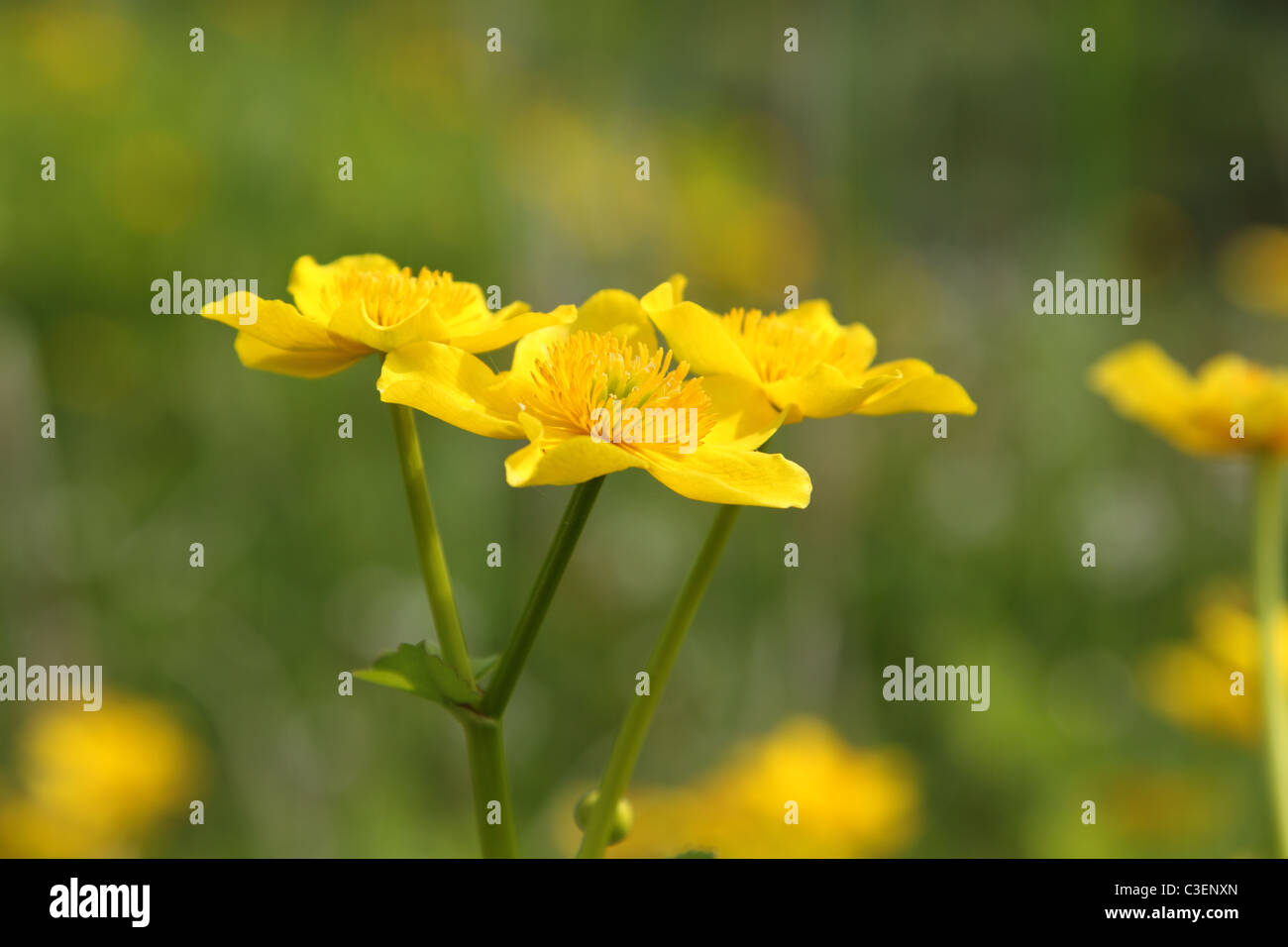 Yellow flowers marsh marigold close hi-res stock photography and images ...
