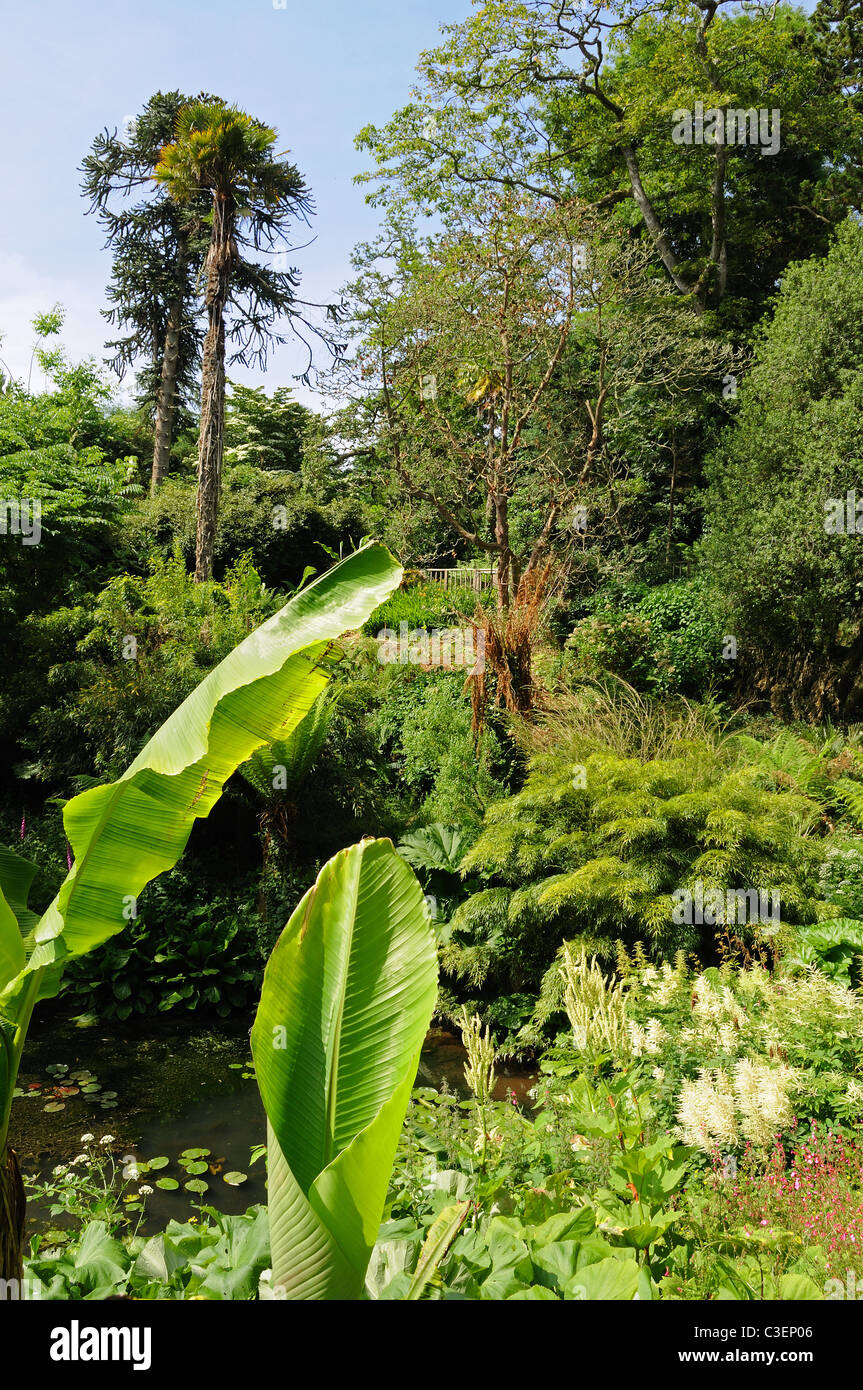 The jungle area in the Lost gardens of Heligan, Cornwall, UK Stock ...