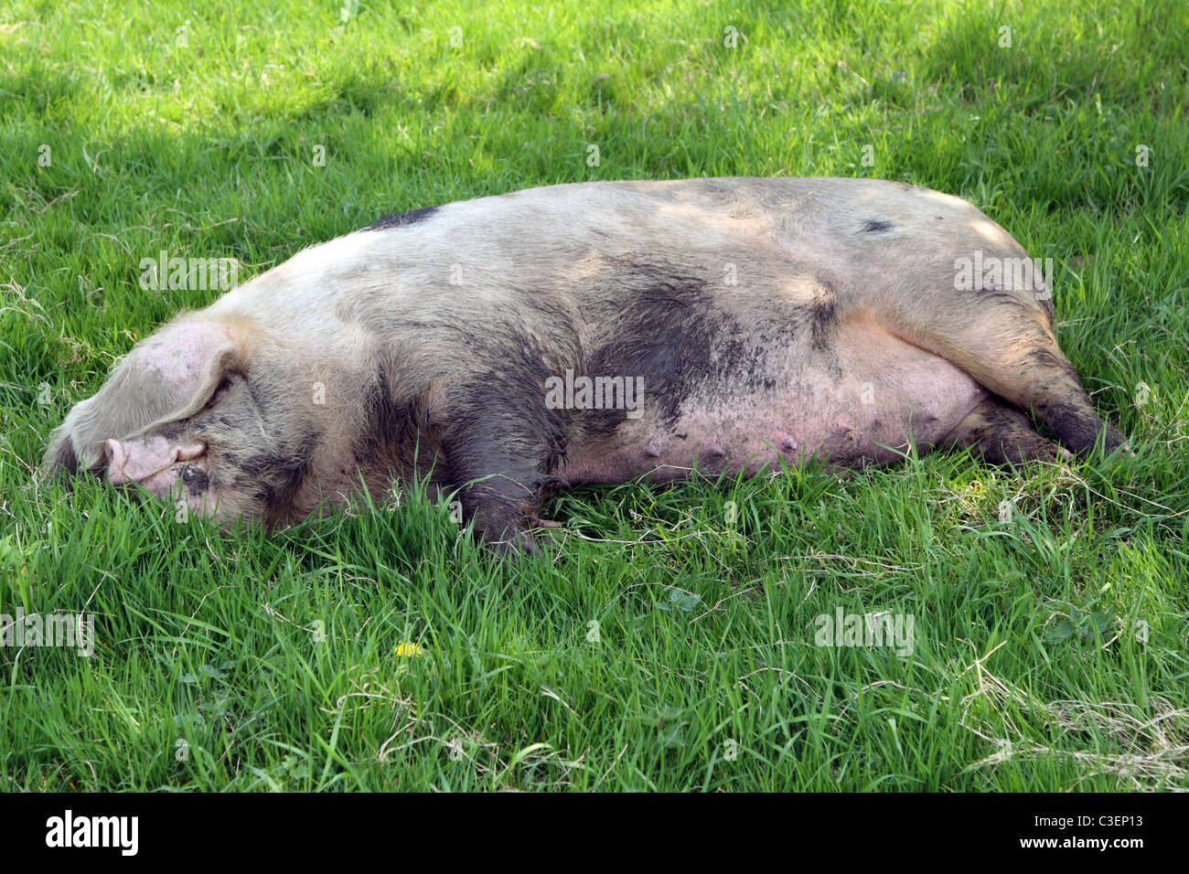 Gloucestershire Old Spot Pig asleep in a field Stock Photo - Alamy
