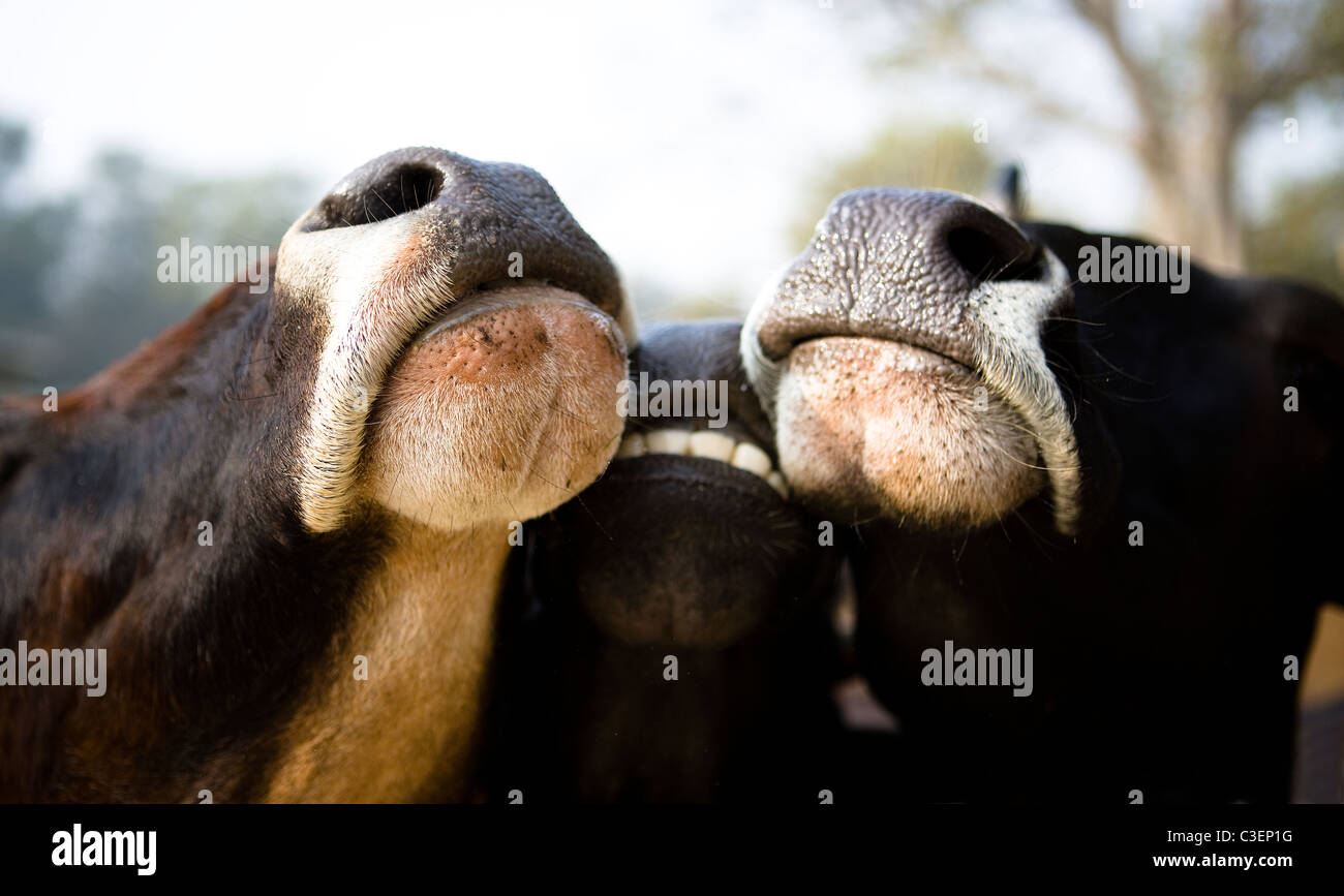 Cows looking over fence hi-res stock photography and images - Alamy