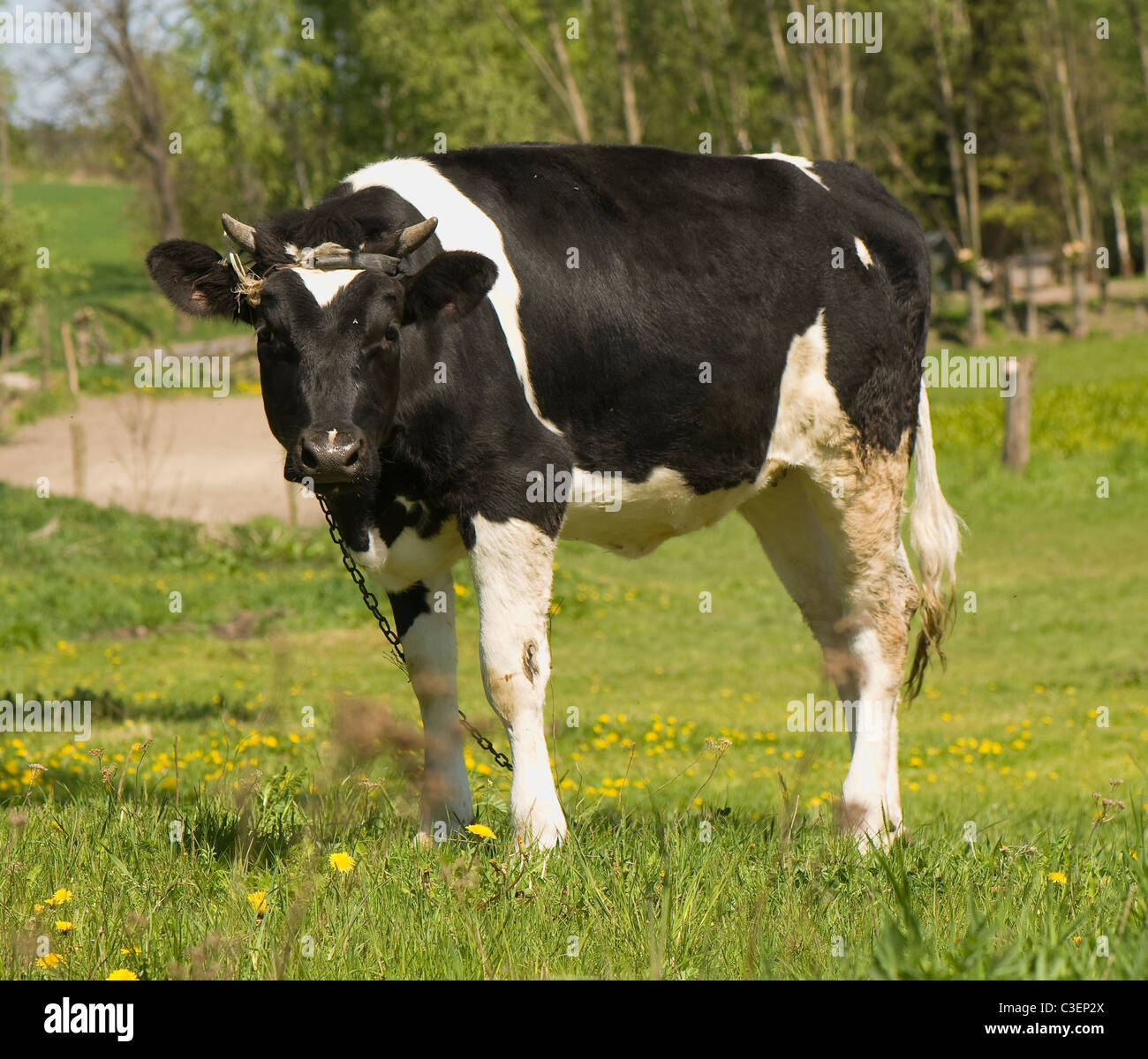 Dairy cow cut out hi-res stock photography and images - Alamy