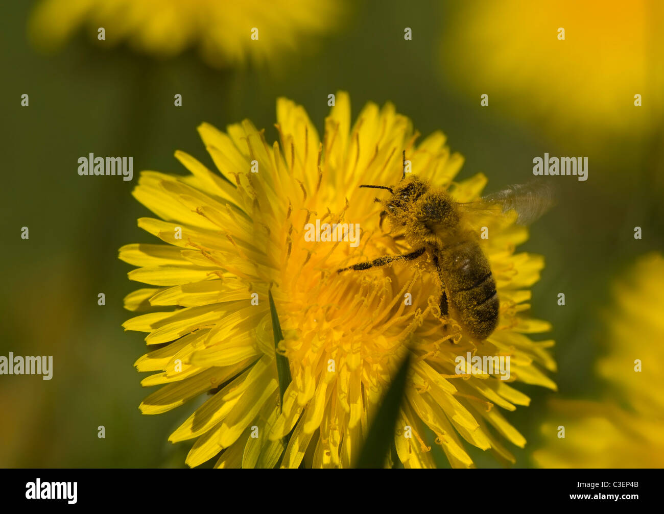 Bee with one antenna hi-res stock photography and images - Alamy