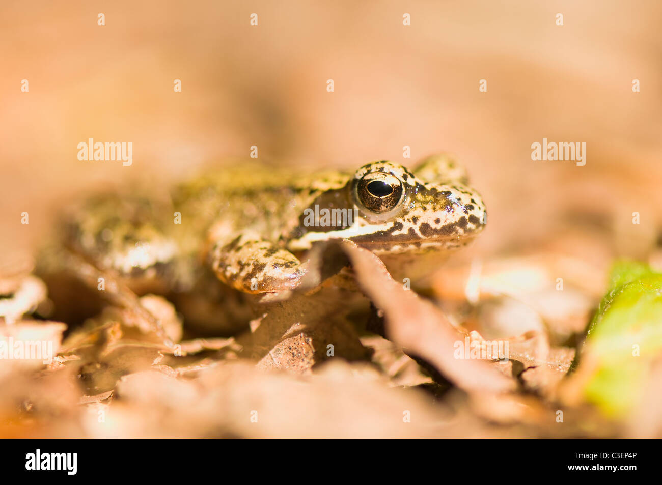 Frog Surgery High Resolution Stock Photography and Images - Alamy