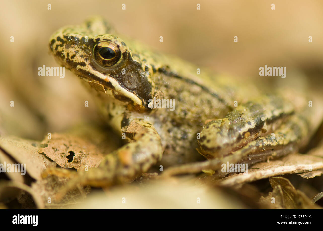 Frog Surgery High Resolution Stock Photography and Images - Alamy