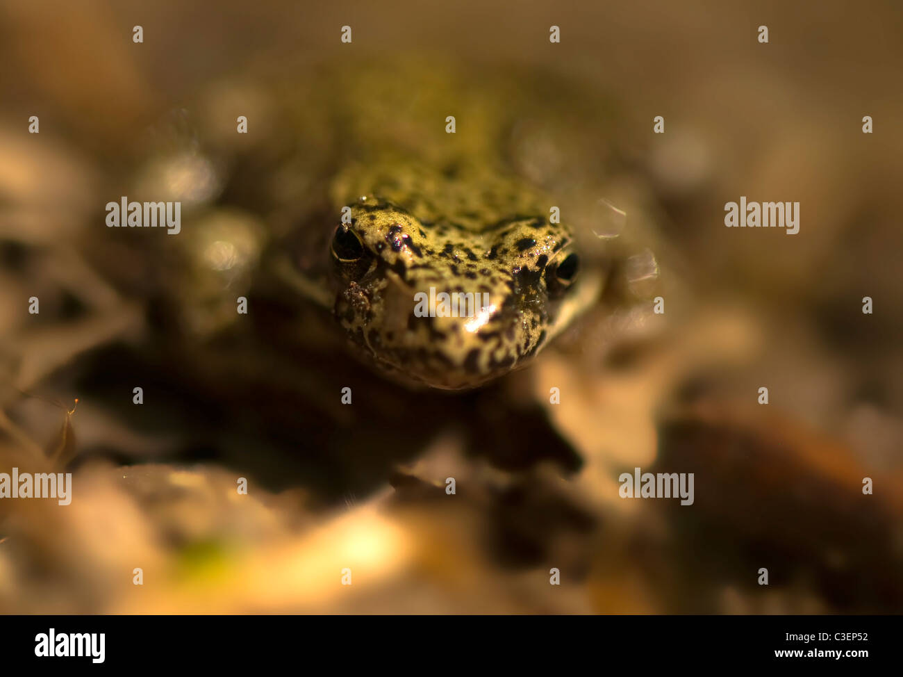 Frog surgery hi-res stock photography and images - Alamy