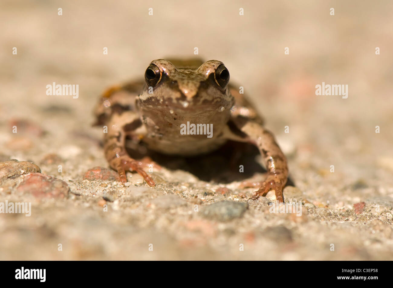 Frog surgery hi-res stock photography and images - Alamy