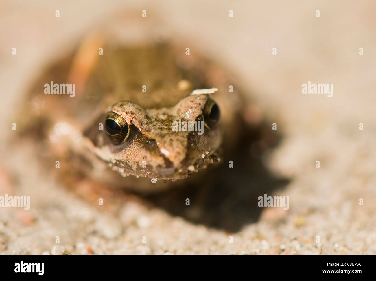 Frog surgery hi-res stock photography and images - Alamy