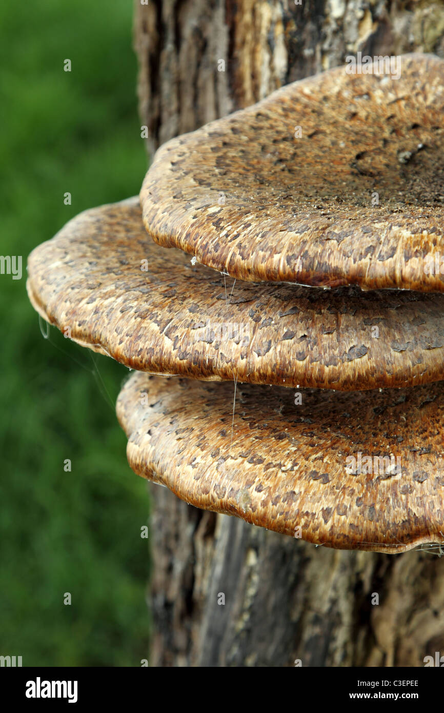 Bracket Fungus growing from a decaying tree Stock Photo - Alamy
