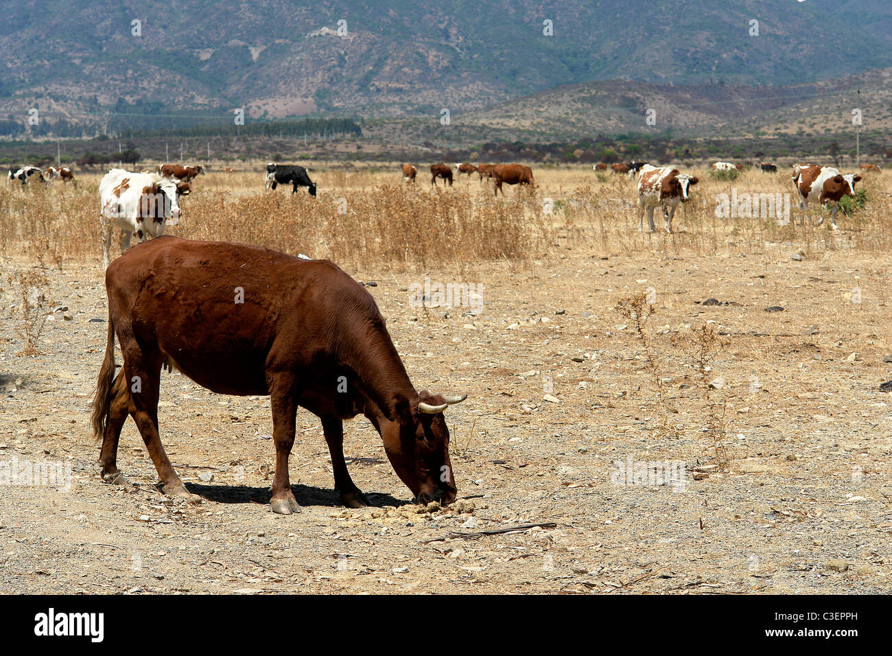 Landscape of field with cattle, cow pasturing, animal domestic.Country ...